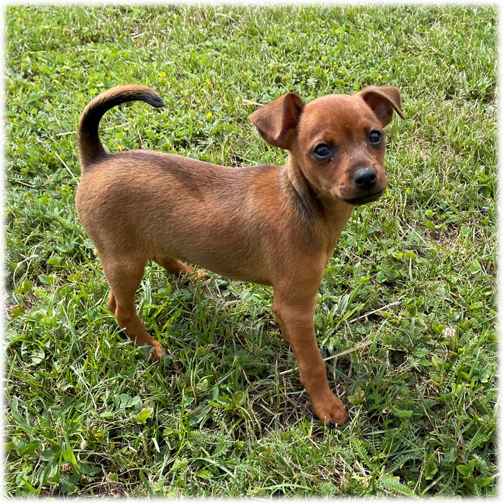 Chiots Pinscher Nains | Tarif à partir 599