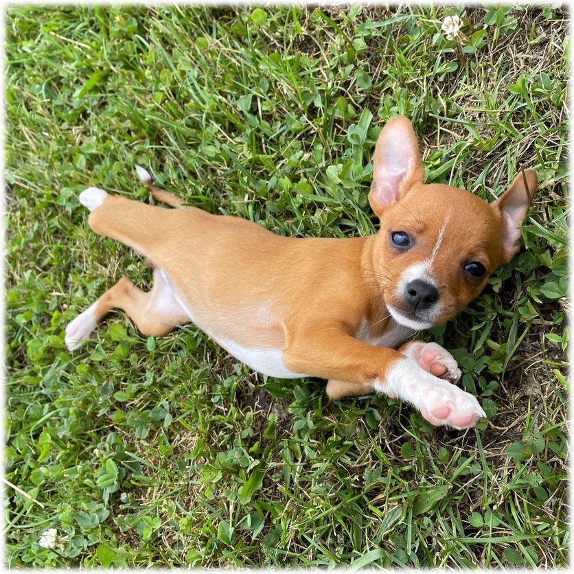Chiots Pinscher Nains | Tarif à partir 599